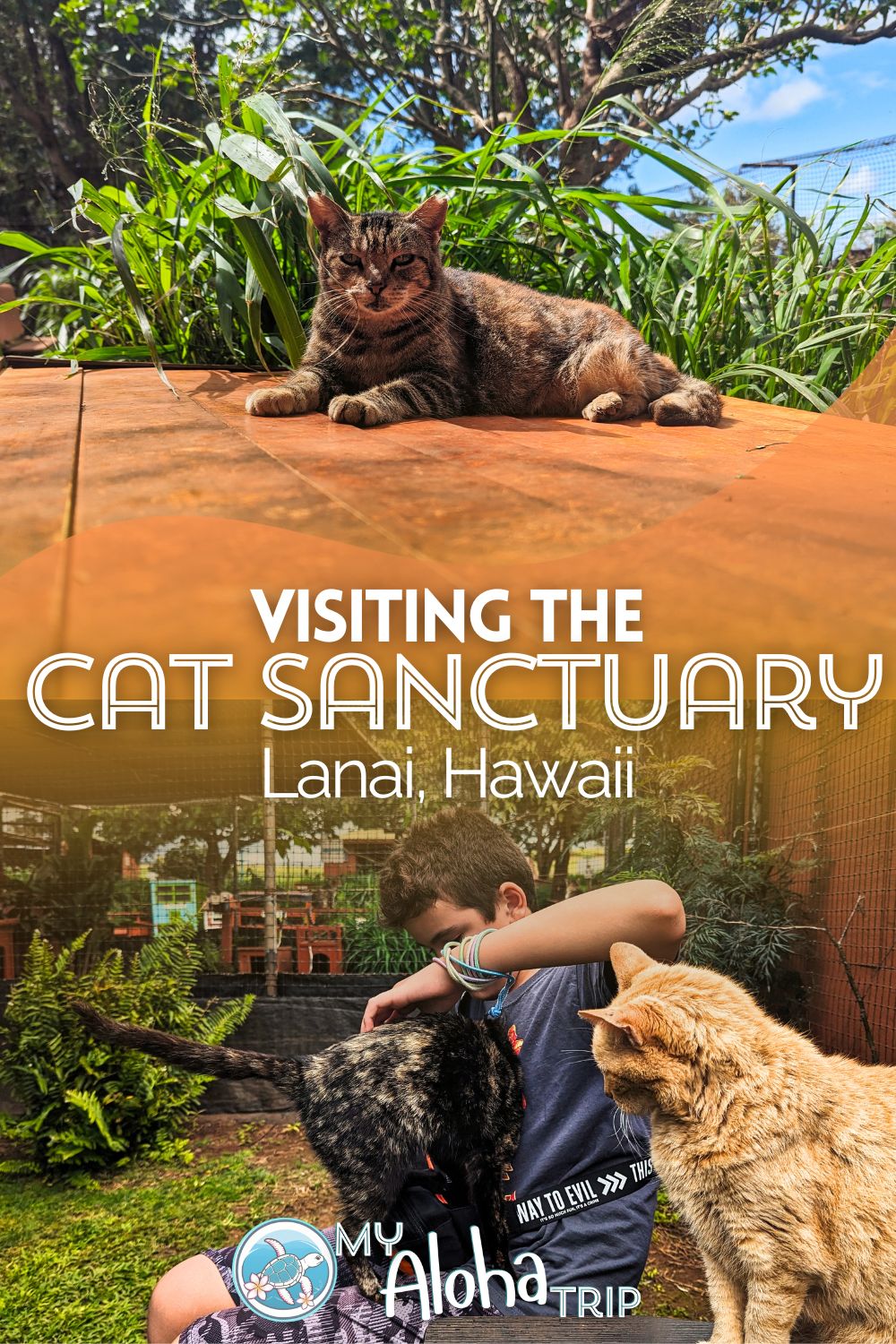 Visiting the Lana'i Cat Sanctuary: a Paradise for Cat Lovers in Hawaii ...