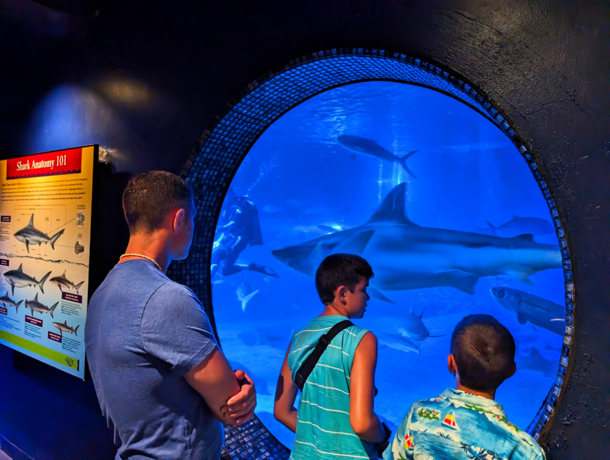 The Maui Ocean Center: Maui's Beautiful Aquarium near Kihei