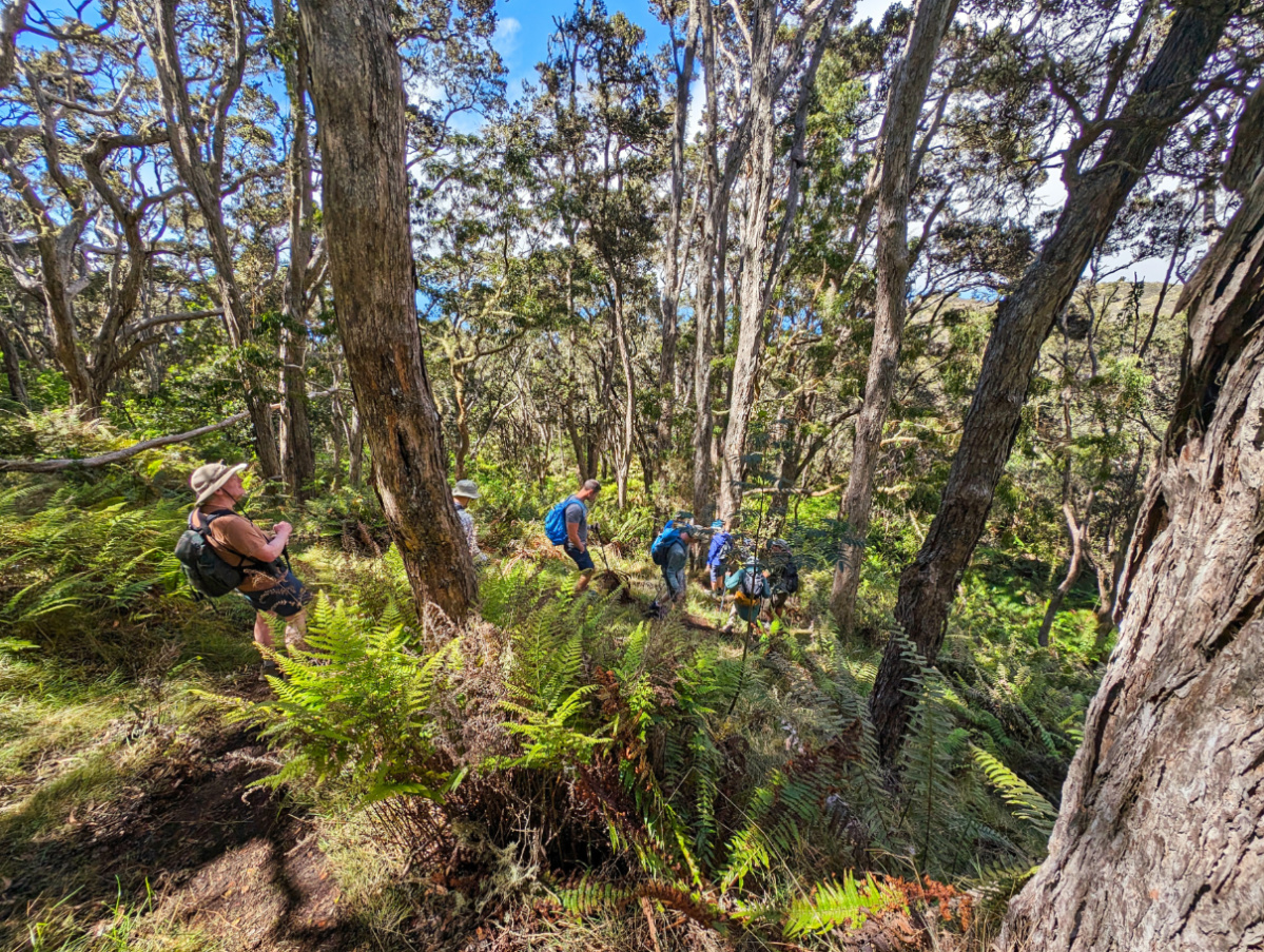Hiking the Big Island's Hualalai Volcano with Hawaii Forest & Trails