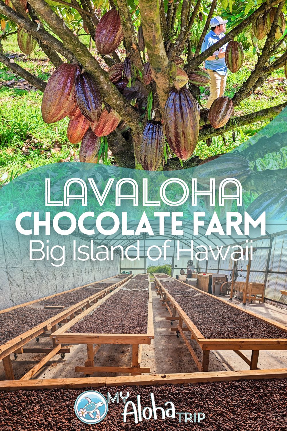 Lavaloha Chocolate Farm: Beautiful Cacao Farm Tours near Hilo