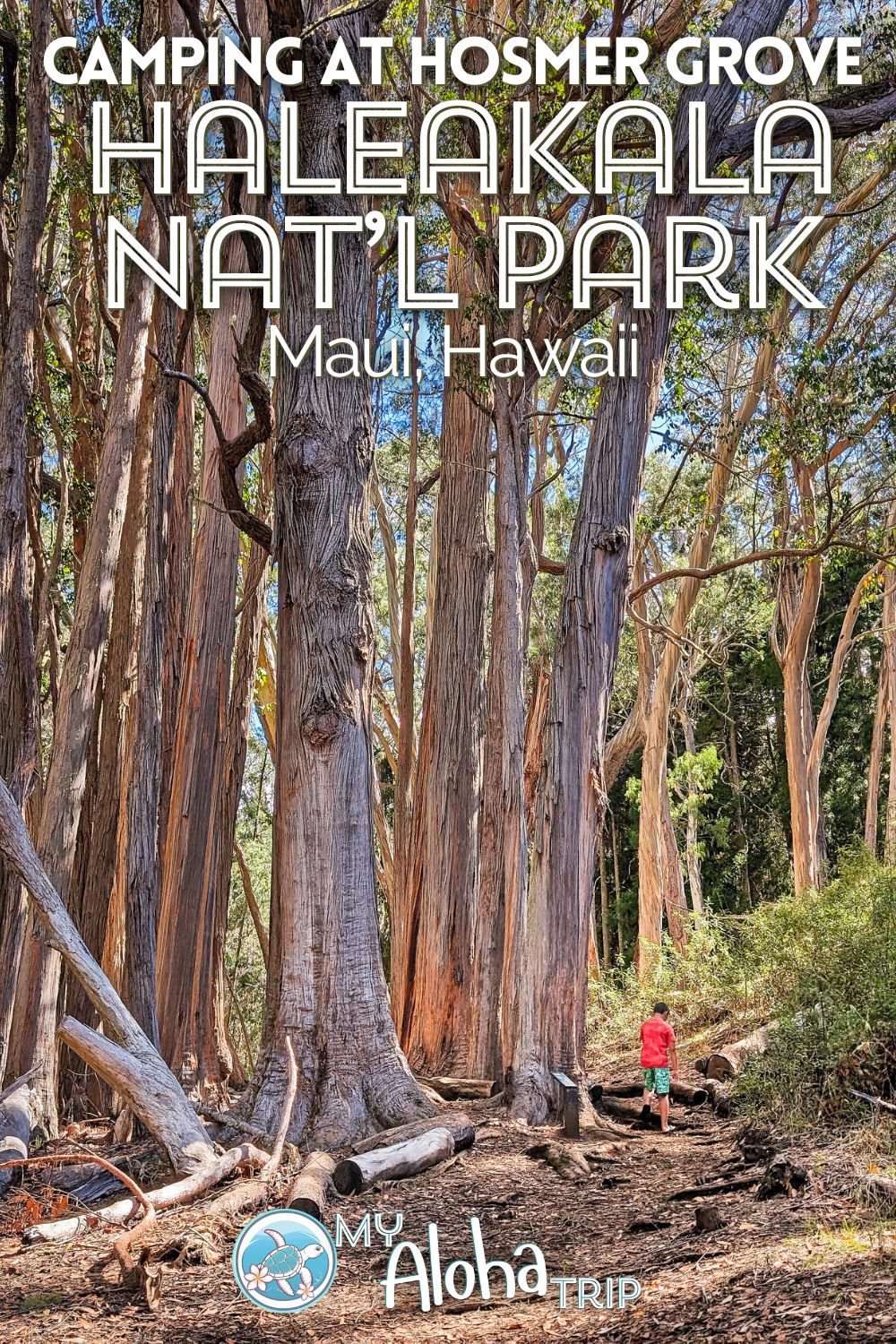 Camping at Hosmer Grove in Beautiful Haleakala National Park