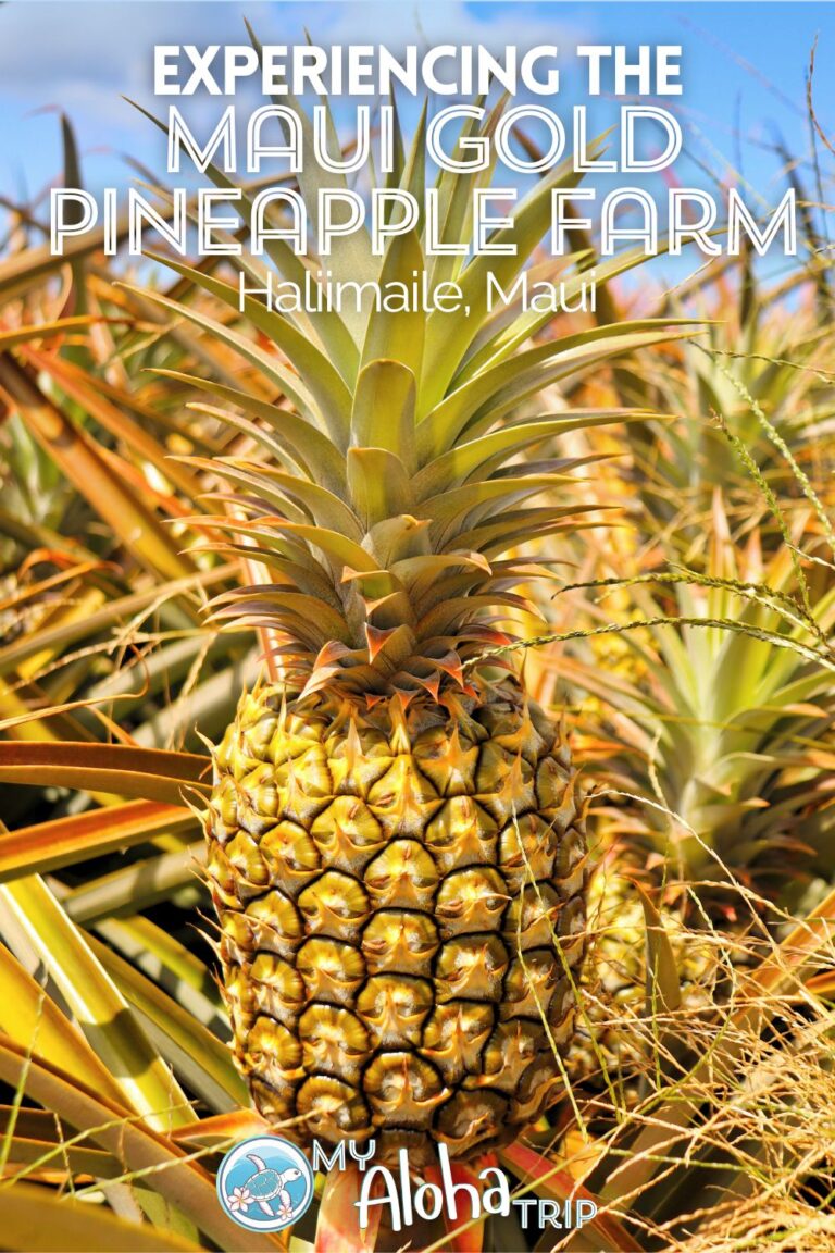 Maui Pineapple Tour: Tasty Fun and History at the Maui Gold Farm