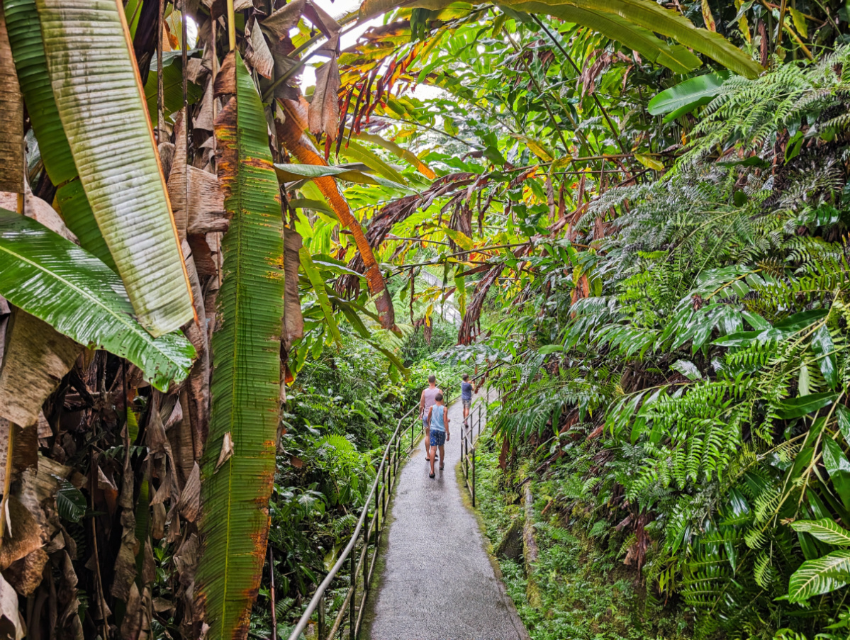 Beautiful Akaka Falls State Park: Hilo's Epic Waterfall Experience